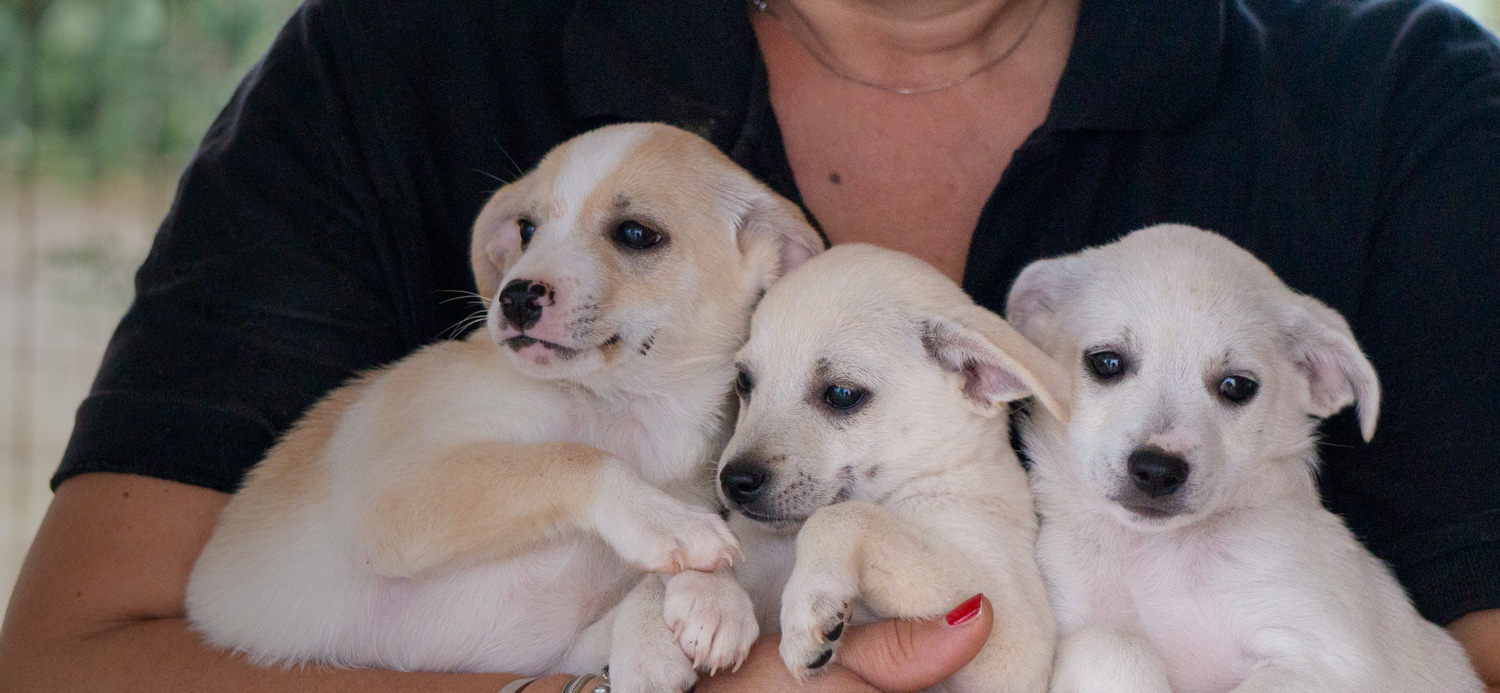 Cuccioli - Canile di Monopoli